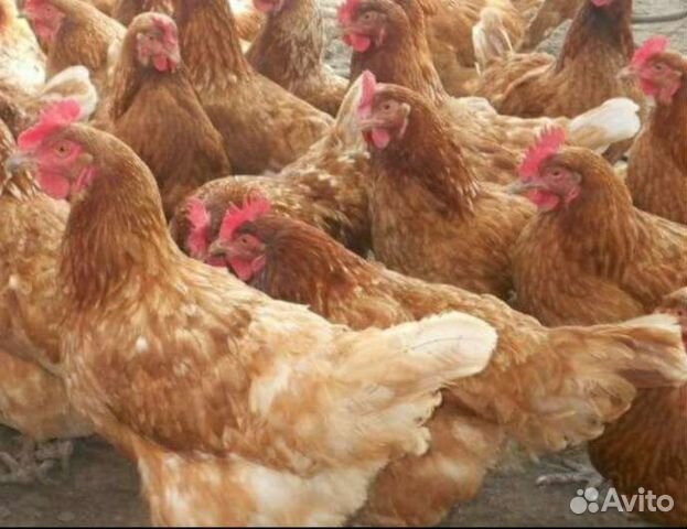Лпх реализует кур молодок различных пород и возрас
