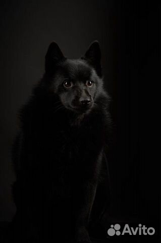 Кобель Шипперке (схипперке) на вязку