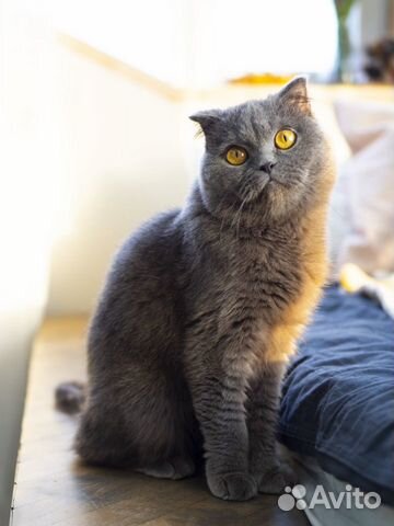 Кошка в добрые руки