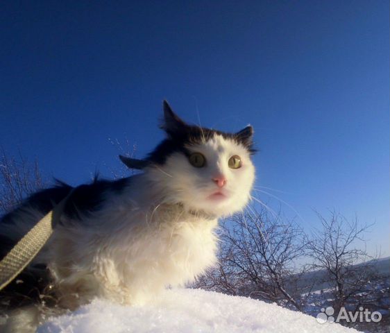 Мини кот