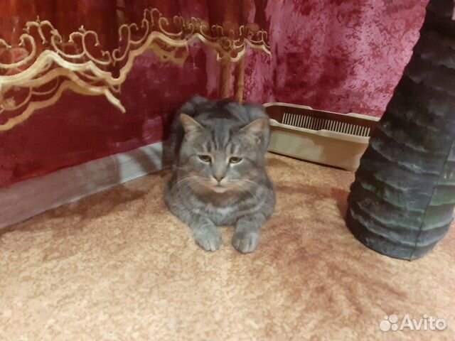 Отдам кота в добрые руки