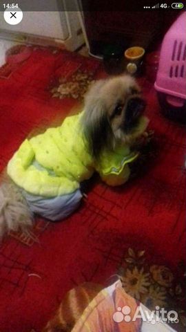 Пекинес в добрые Руки