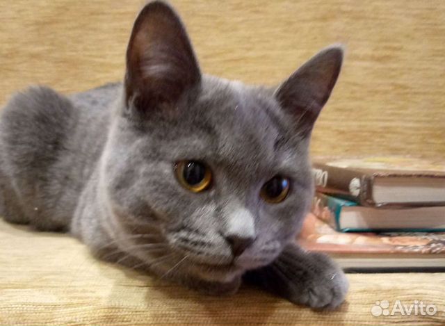 Русская голубая