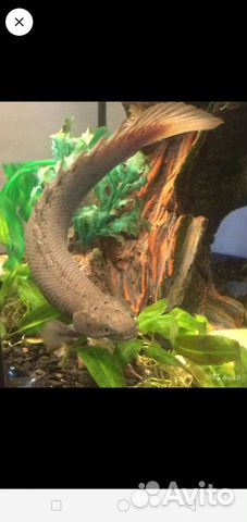 Аквариумные рыбы