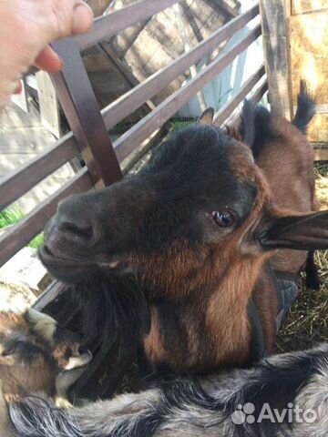 Чешский козёл