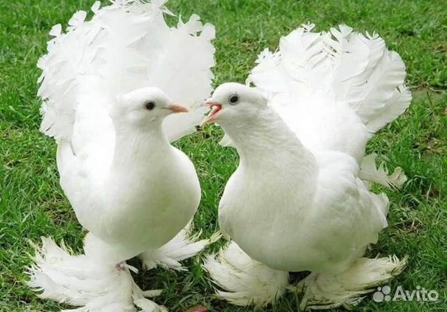 Выставки голубей в Волгограде на 2021 год