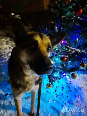 Собака в поиске дома, собака в дар