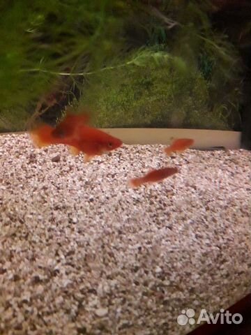 Малыши меченосцы