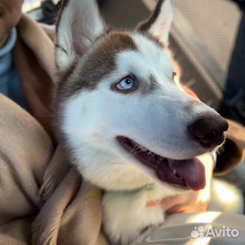 Сибирский хаски