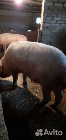 Хряк продается