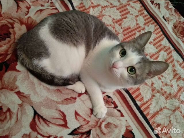 Кошечка домашняя