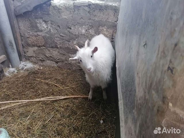 Козы