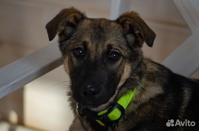 Щенок Поночка