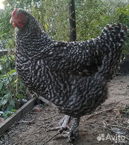 Барбезье, Мехеленская Кукушка, Орпингтоны Парцелян