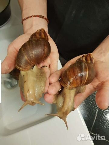 Улитки ахатины