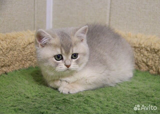 Мальвина - голубая золотистая кошечка