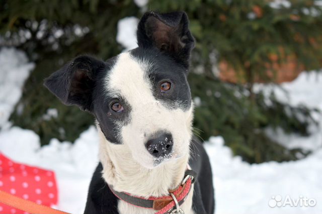 Молодая собака Герда 1 год, стерилизована