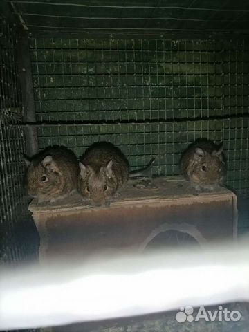 Белка дегу,шиншиллы