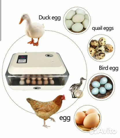 Выведим любую птицу под заказ