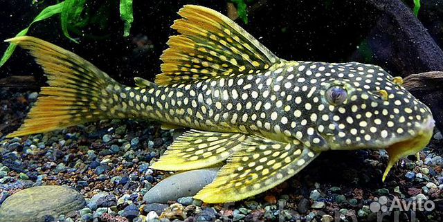 L 14 Scobiancistrus aureatus Goldy (Золотой скоби)
