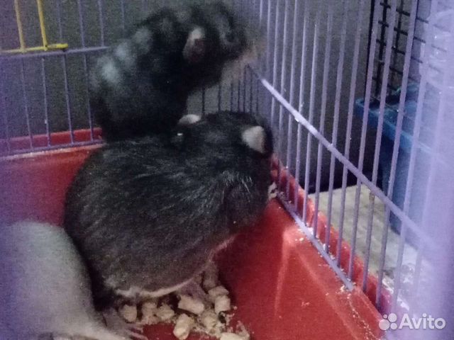 Ручная крыска