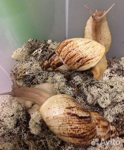 Улитка Ахатина Ретикулята