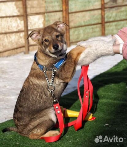 Классные щенки кобельки