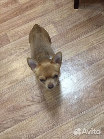 Чихуахуа мальчик ищет девочку для вязки