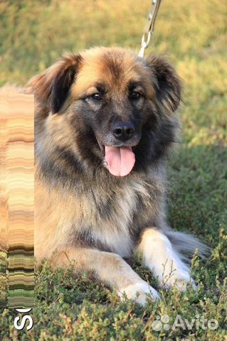 Бадди, ласковый медвежонок, ищет хозяина