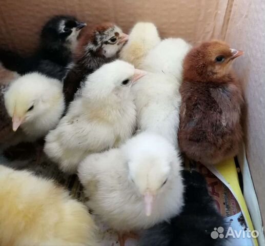 Цыплята суточные