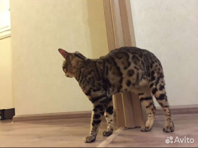 Вязка с бенгалом