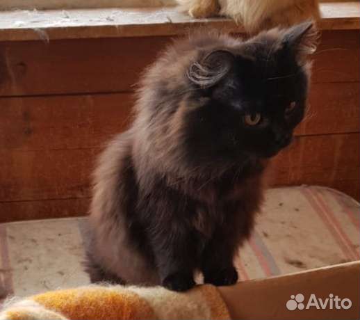 Красивый котик ищет дом