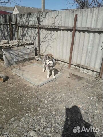 Собака Хаски