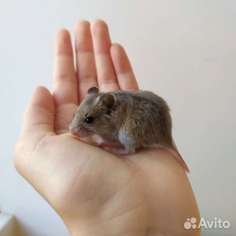 Китайские хомяки из питомника