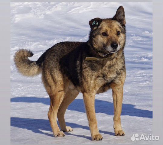 Бакс ищет дом и лучших хозяев