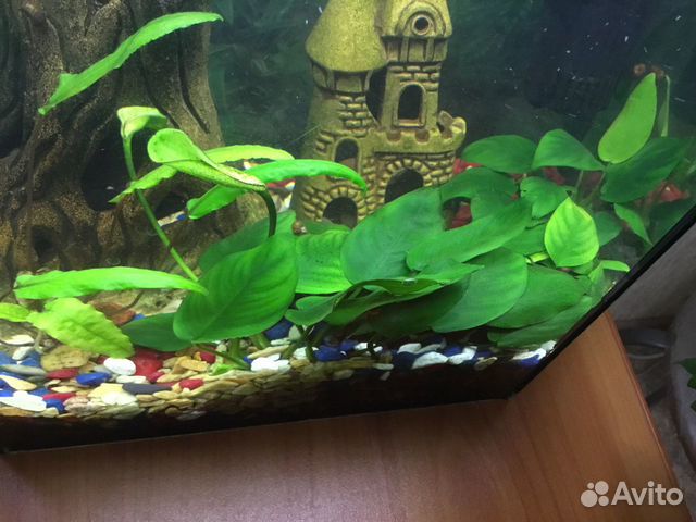 Водоросли. Анубиас и Валлиснерия