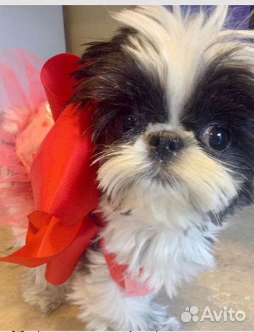 Чёрно-белый Смешарик