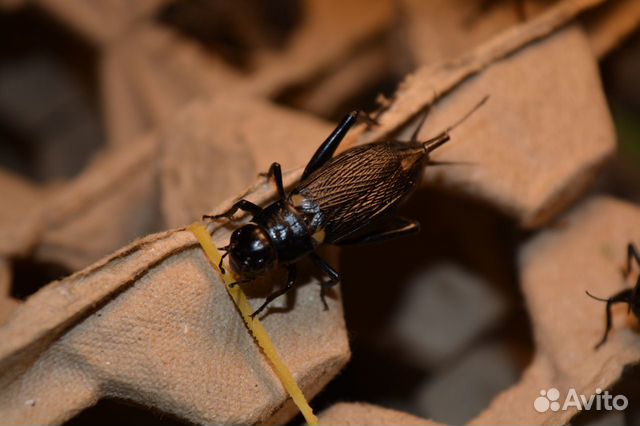 Сверчки двупятнистые