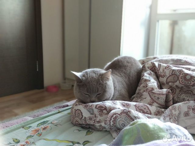 Отдадим кошку Ксюшку в добрые руки бесплатно