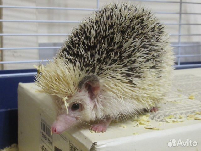 Декаративный ёжик