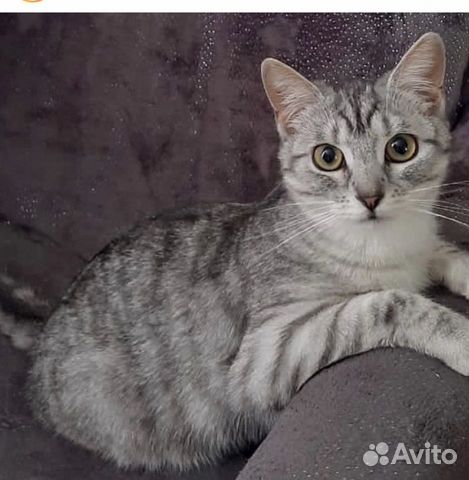 Кошка рейчел