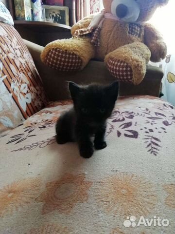 Кошки в добрые руки бесплатно