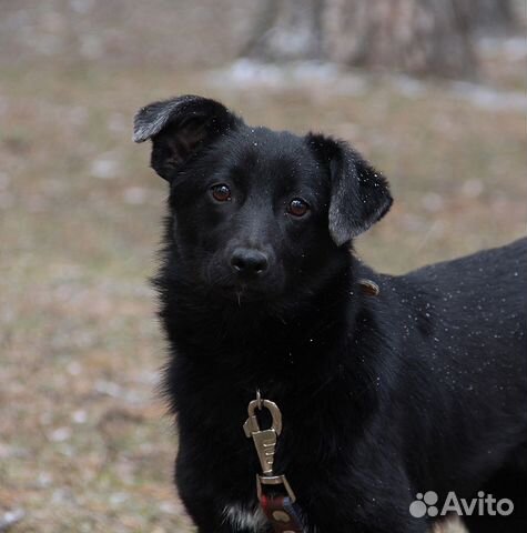 Пальмочке нужен дом