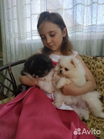 Шпиц щенки белые и цветные