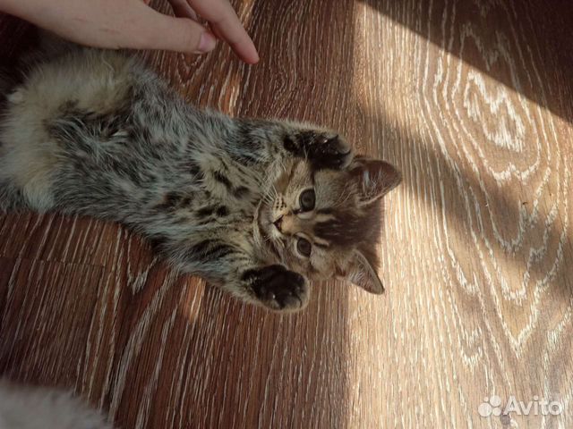 Котенок золотой