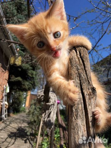 Рыжий кот