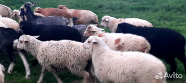 Овцы бараны ягнята оптом