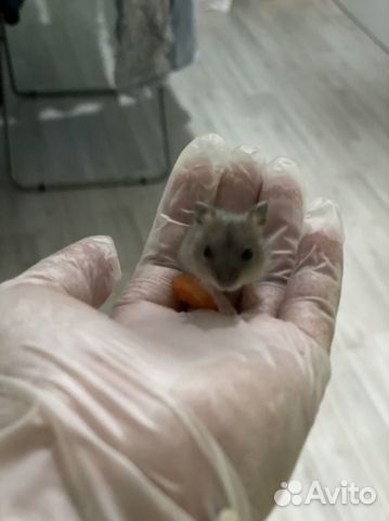 Джунгарские хомячки. Бесплатно