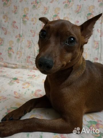 Цвергпинчер золотой вязка