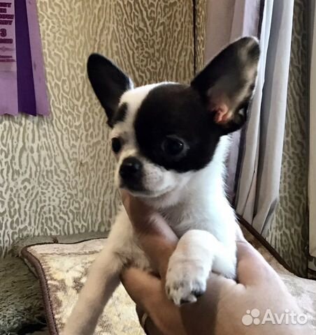 Чихуахуа mini и micro РКФ